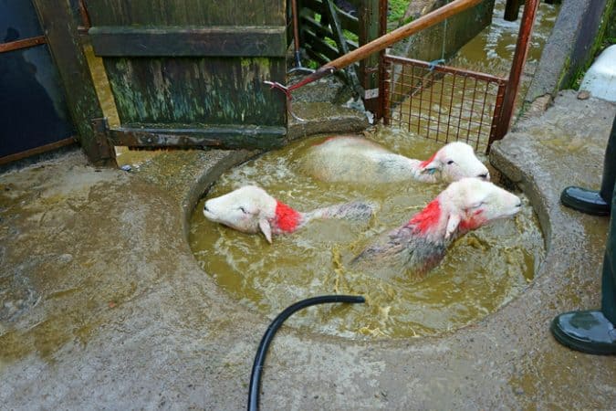 Symptoms and Signs of Worms in Sheep - Gale's Westlake