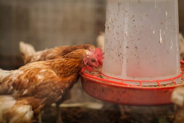 Best Rat Proof Chicken Feeder (Reviews) 2021 - Gale's Westlake