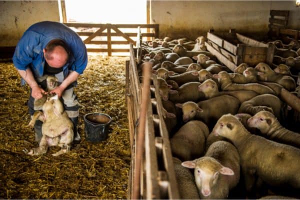 How to Trim Sheep and Goat Hooves - Gale's Westlake