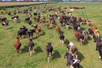 Tips for Cattle Herding - Gale's Westlake