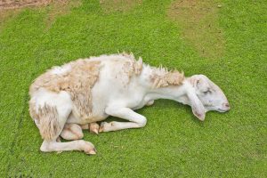 Symptoms and Signs of Worms in Sheep - Gale's Westlake