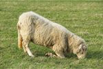 Symptoms and Signs of Worms in Sheep - Gale's Westlake