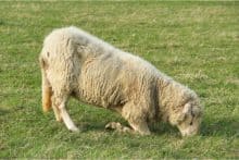 Symptoms and Signs of Worms in Sheep - Gale's Westlake