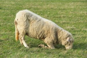 Symptoms and Signs of Worms in Sheep - Gale's Westlake
